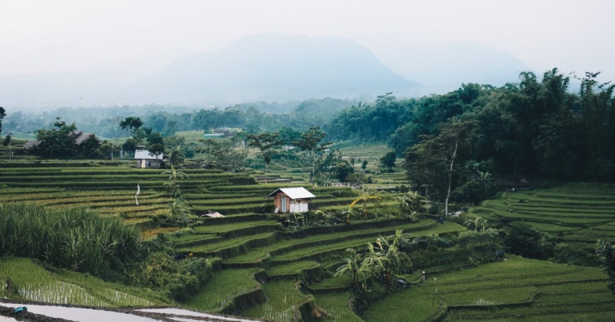 Landell Mills | Monitoring, evaluation and learning